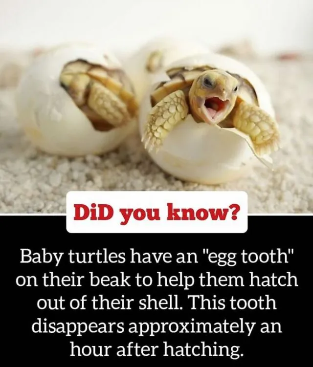 30 Epic Facts You Probably Didn't Know!