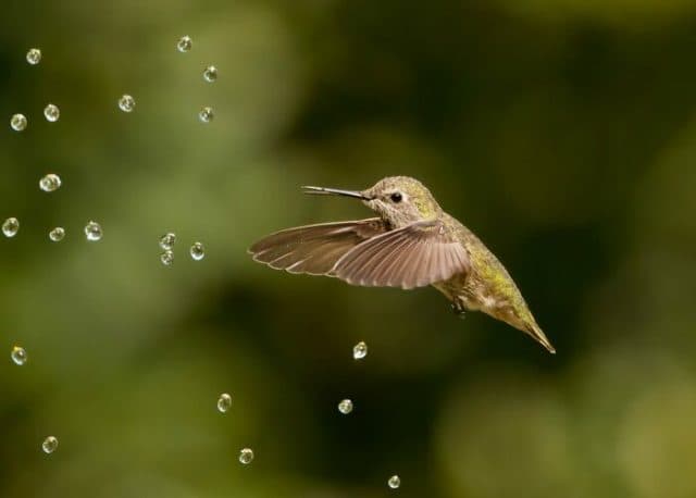 30 Amazing And Breathtaking Photos Of Birds You Must See