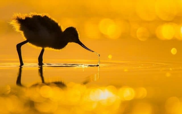 30 Amazing And Breathtaking Photos Of Birds You Must See