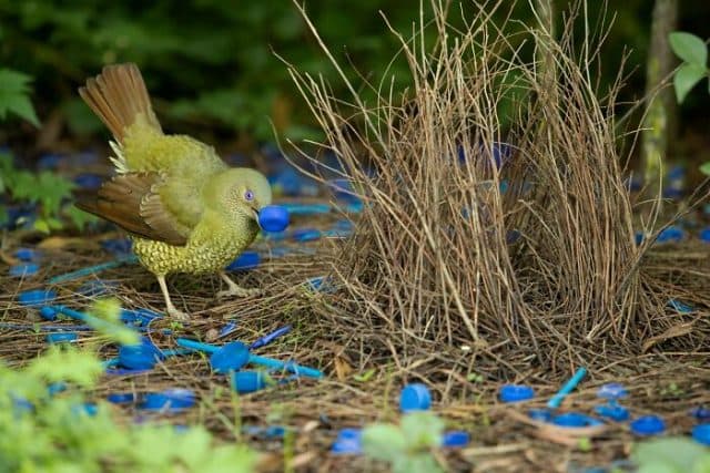 30 Amazing And Breathtaking Photos Of Birds You Must See
