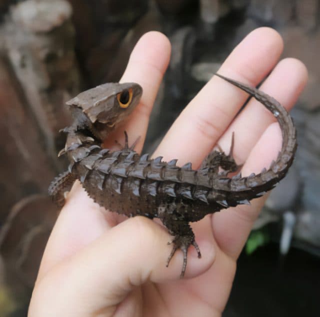30 Times Lizards Were Caught Being Unbearably Cute