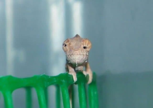 30 Times Lizards Were Caught Being Unbearably Cute