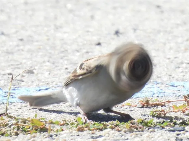 30 Epic Bird Pics That Went Horribly Wrong But Ended Hilariously