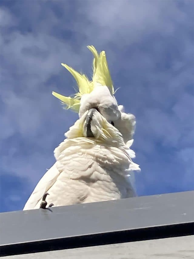 30 Epic Bird Pics That Went Horribly Wrong But Ended Hilariously
