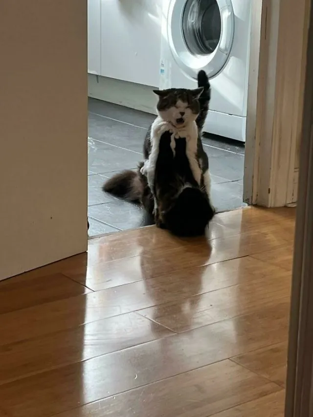30 Extremely Funny Pictures Of Malfunctioning Cats