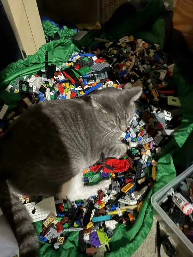30 Extremely Funny Pictures Of Malfunctioning Cats
