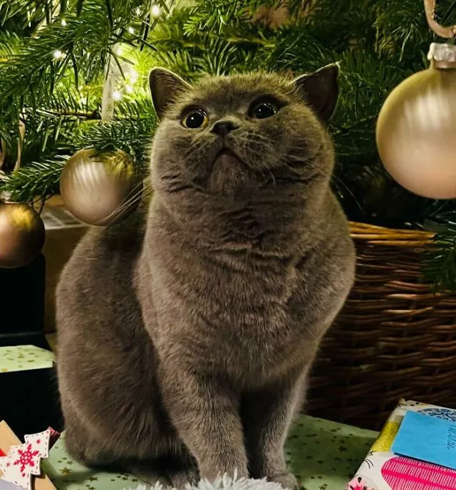 30 Heartwarming Pics Of Cats Enjoying The Festive Season