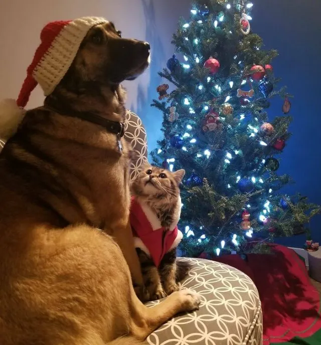 30 Heartwarming Pics Of Cats Enjoying The Festive Season