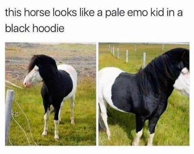 30 Hilariously Goofy Animals To Brighten Up Your Day