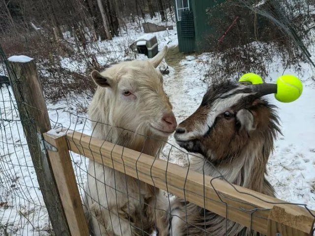 30 Hilariously Goofy Animals To Brighten Up Your Day