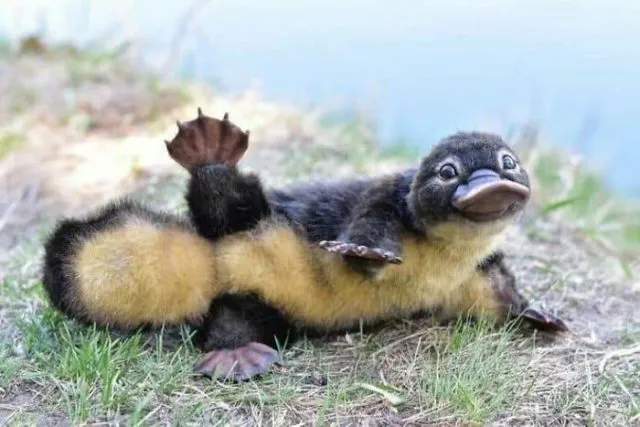 30 Hilariously Goofy Animals To Brighten Up Your Day