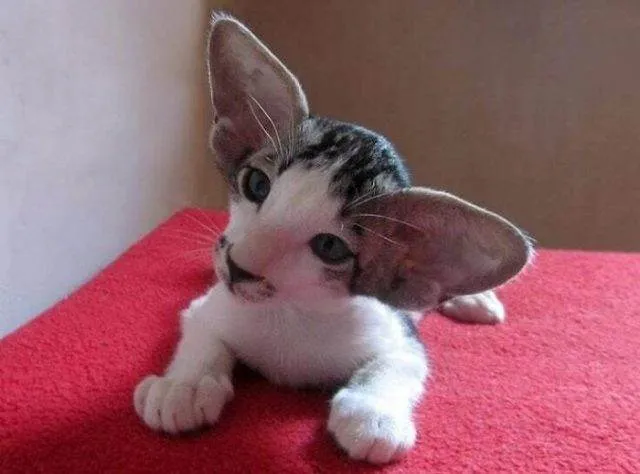 30 Adorable Pics Of Animals With The Cutest Ears