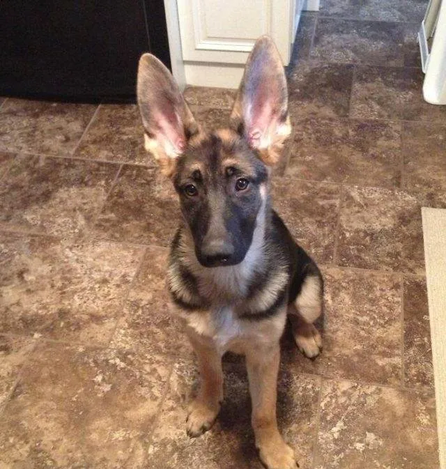 30 Adorable Pics Of Animals With The Cutest Ears