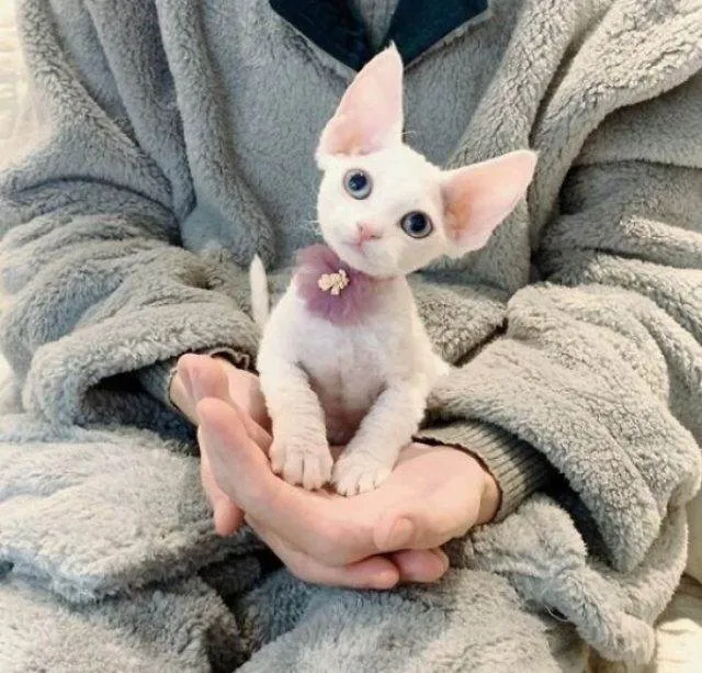 30 Adorable Pics Of Animals With The Cutest Ears