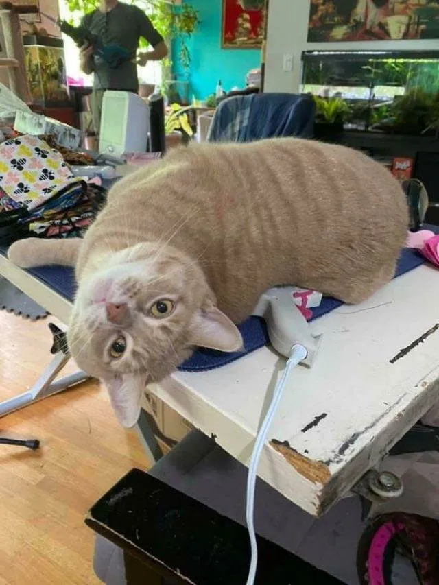 30 Amazing Pictures Of Ginger Cats