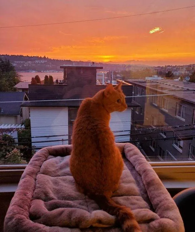 30 Amazing Pictures Of Ginger Cats