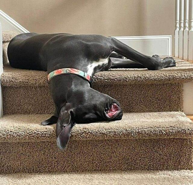 30 Funny Pics Of Great Danes With No Regard For Their Size