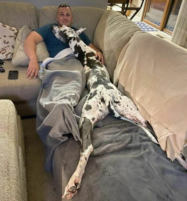 30 Funny Pics Of Great Danes With No Regard For Their Size