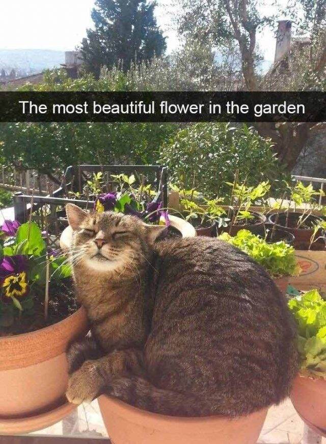 30 Ridiculously Goofy Animals To Instantly Lift Your Mood