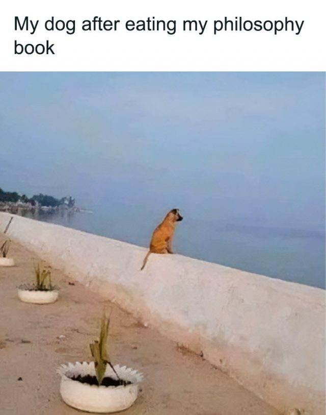 30 Hilariously Goofy Animals To Brighten Up Your Day