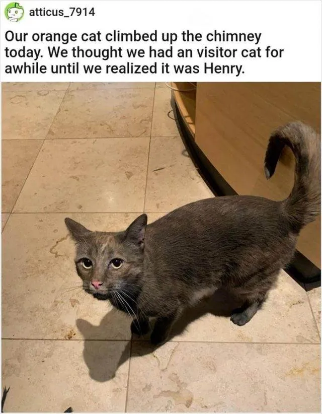 30 Hilariously Goofy Animals To Brighten Up Your Day