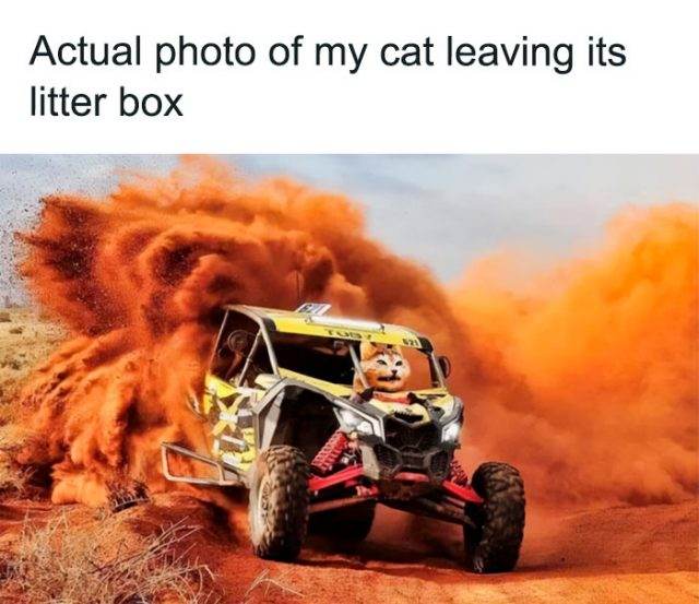 30 Ridiculously Goofy Animals To Instantly Lift Your Mood