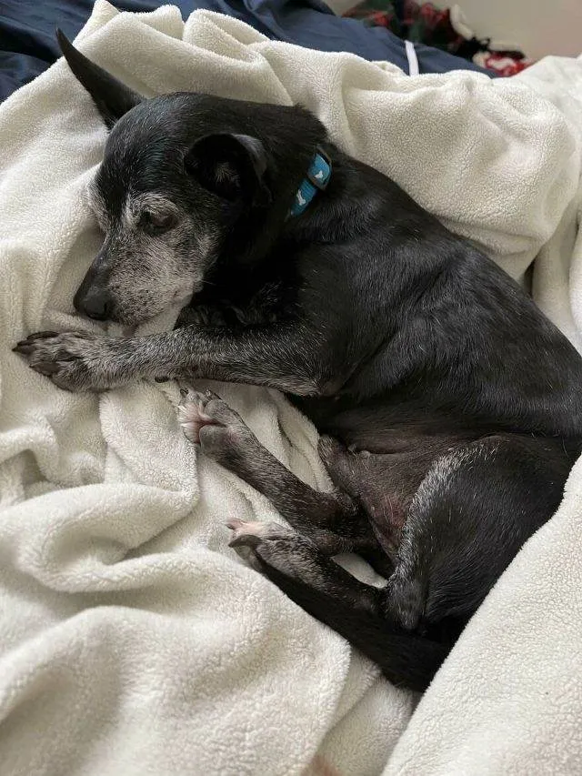30 Wholesome Photos Of Cute Old Dogs
