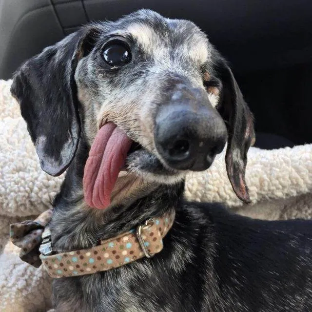 30 Wholesome Photos Of Cute Old Dogs