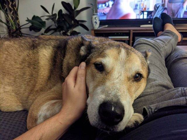 30 Absolutely Adorable Doggy Pics To Make Your Day Better