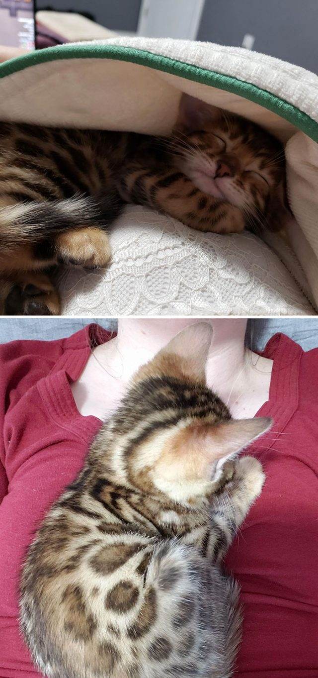 30 Of The Most Heartwarming Pics Of Happily Adopted Pets