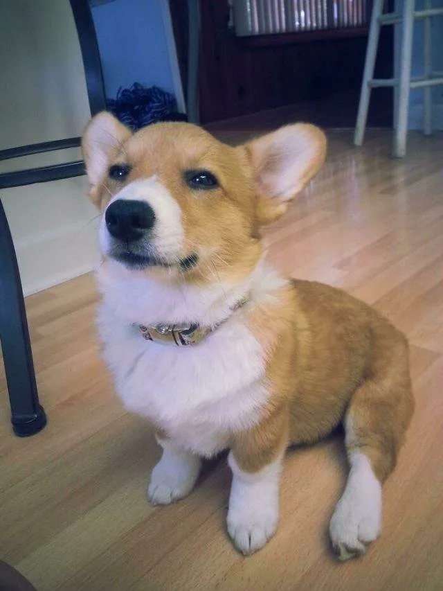 30 Funny And Skeptical Animals To Brighten Your Day