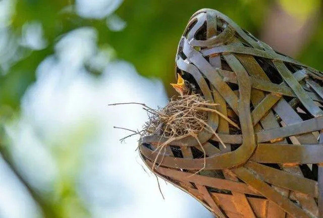 30 Adorable Pictures Of Nests In The Most Random Places