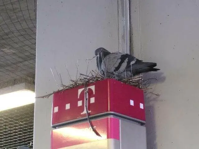 30 Adorable Pictures Of Nests In The Most Random Places
