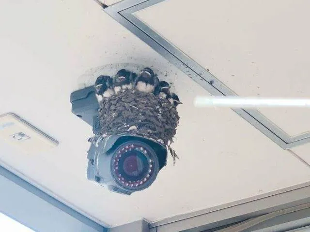 30 Adorable Pictures Of Nests In The Most Random Places