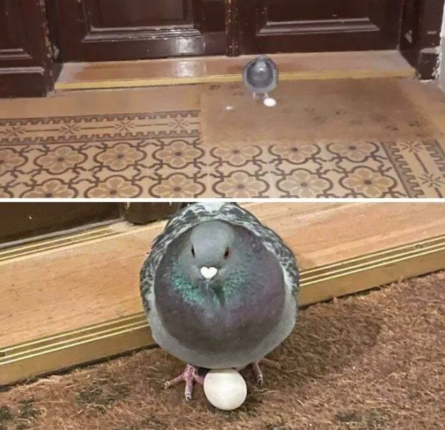 30 Adorable Pictures Of Nests In The Most Random Places