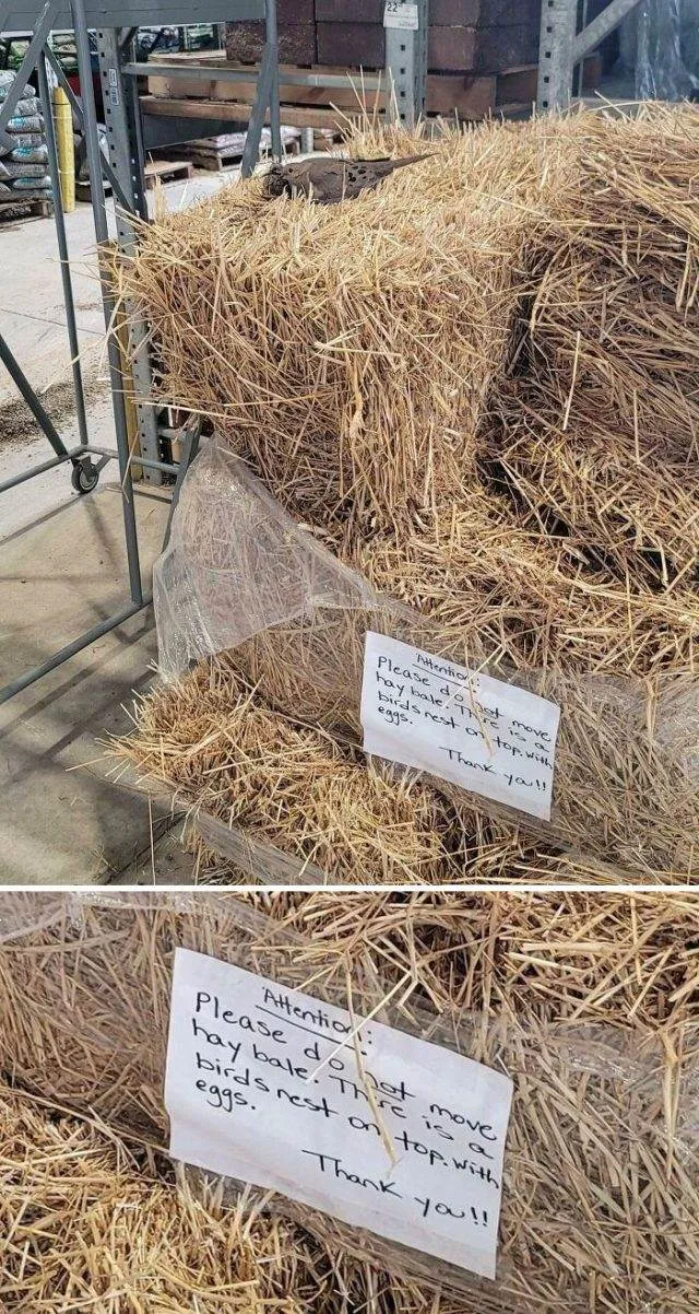 30 Adorable Pictures Of Nests In The Most Random Places