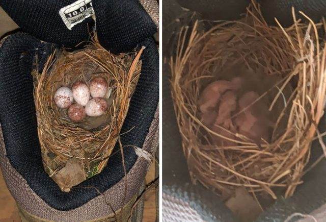 30 Adorable Pictures Of Nests In The Most Random Places