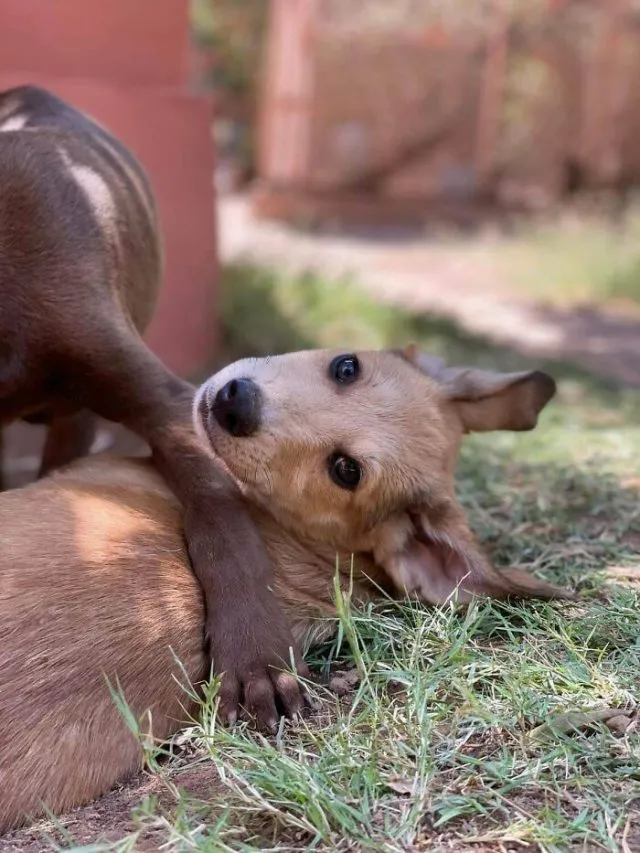 30 Uplifting Photos That Prove We Don’t Deserve Animals