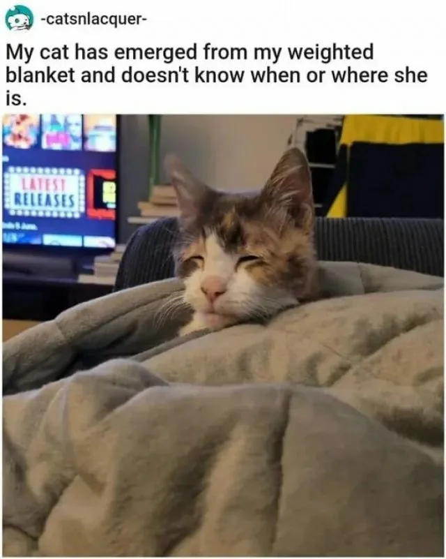 30 Hilarious Cat Posts And Memes