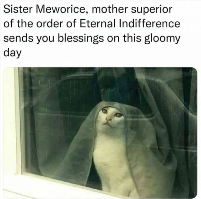 30 Hilarious Cat Posts And Memes