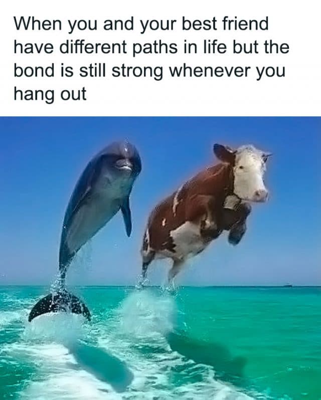 30 Relatable Memes That Describe A Friendship