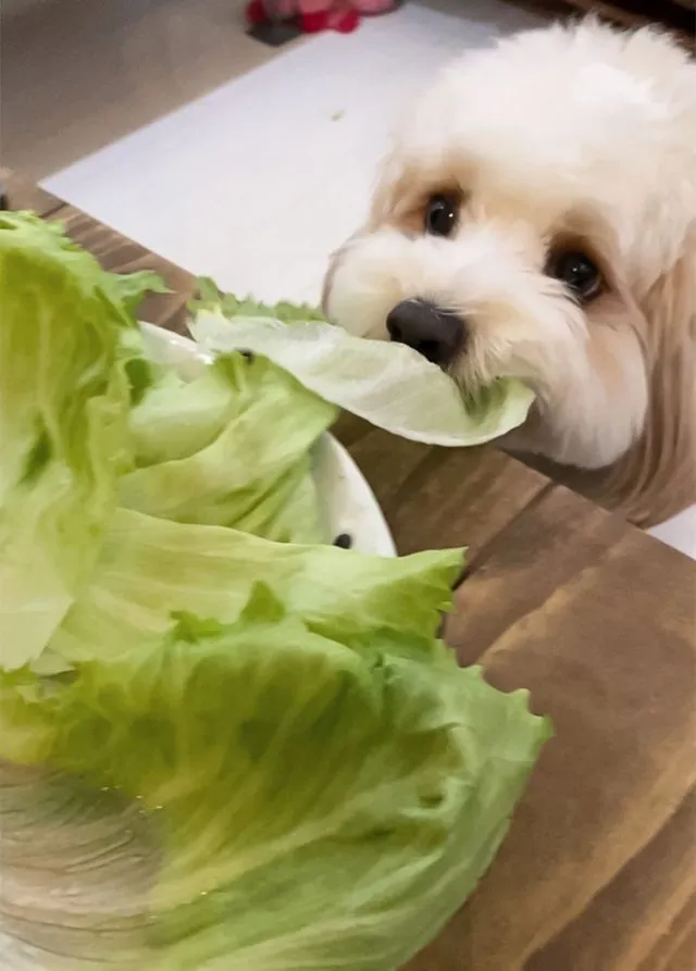 30 Funny Moments When Pets Failed At Food Theft