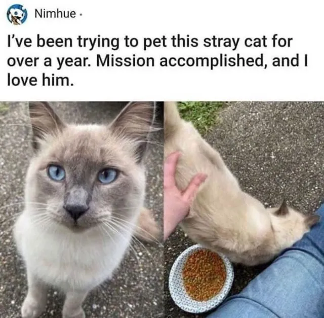 30 Hilarious Cat Posts And Memes
