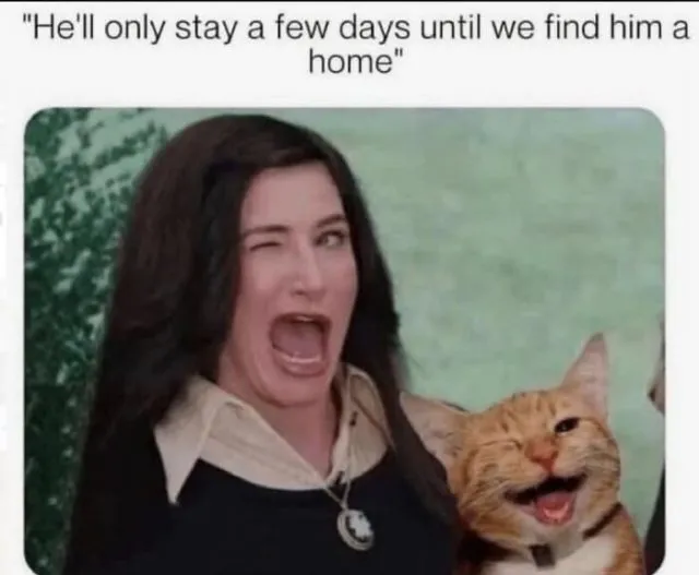 30 Hilarious Cat Posts And Memes