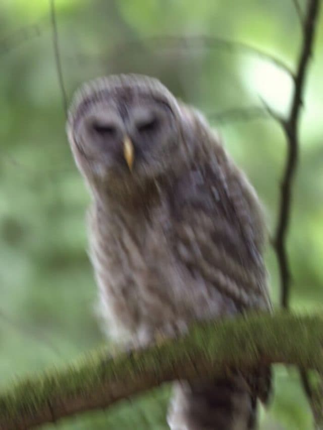 30 Hilarious Failed Bird Photography Attempts