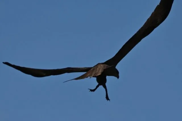 30 Hilarious Failed Bird Photography Attempts