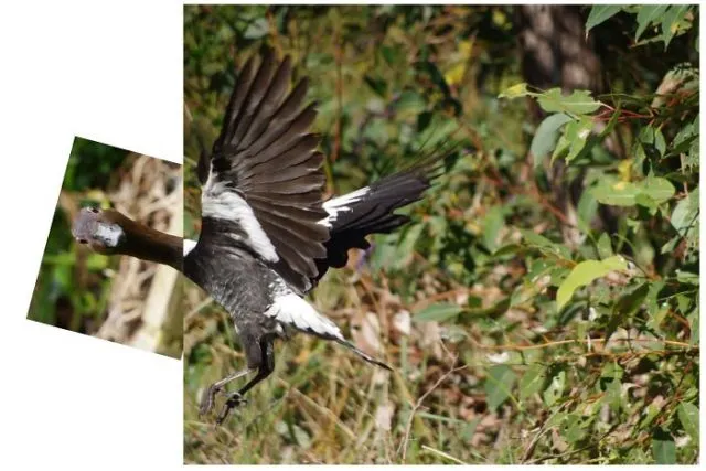 30 Hilarious Failed Bird Photography Attempts