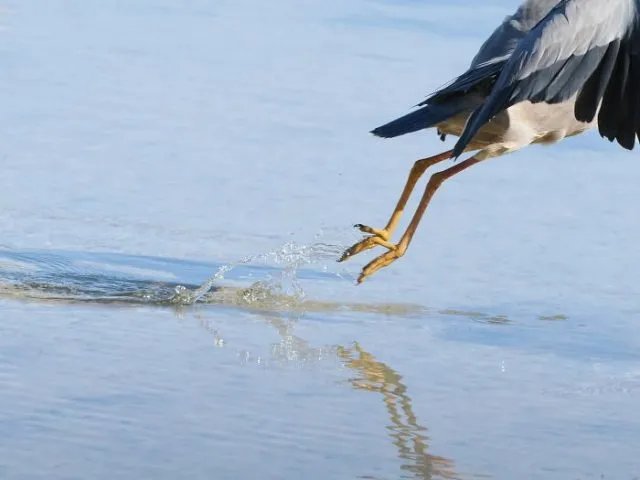 30 Hilarious Failed Bird Photography Attempts