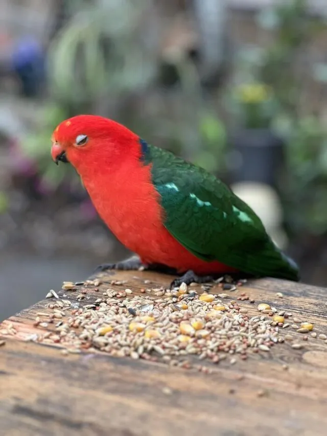 30 Hilarious Failed Bird Photography Attempts