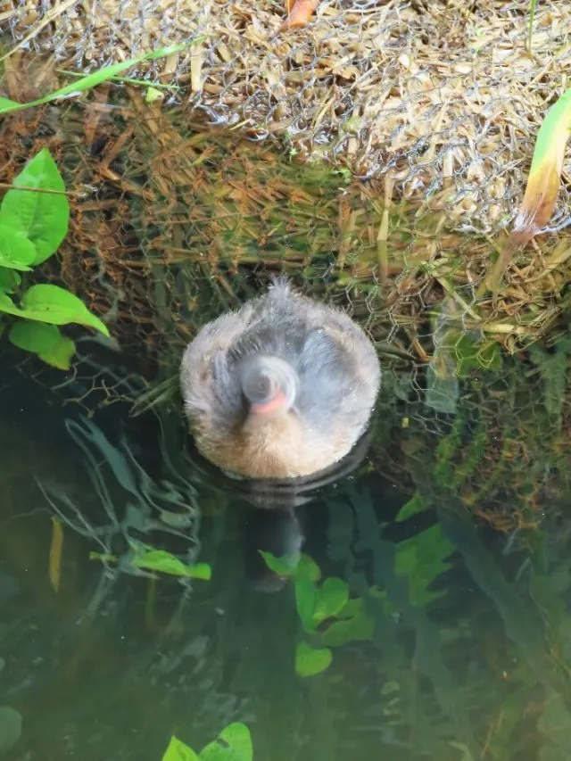 30 Hilarious Failed Bird Photography Attempts